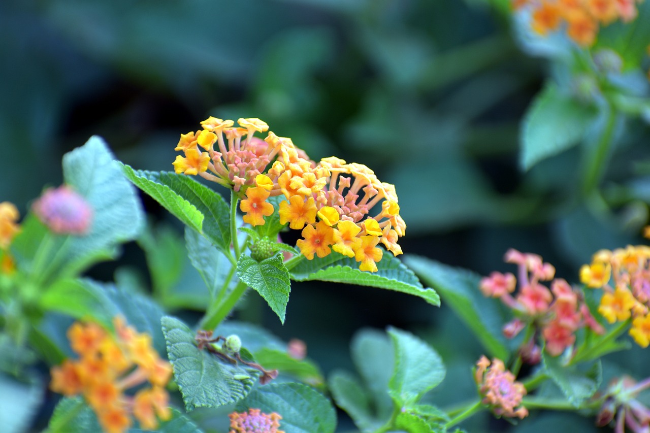 To Weed it or Leave it: Lantana (Problem Plants South Africa)